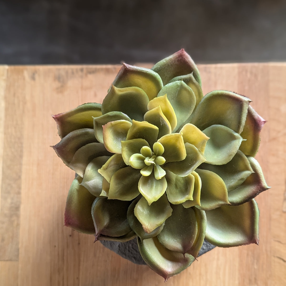 Two Tone Succulent Stem – FOUND Gallery Ann Arbor
